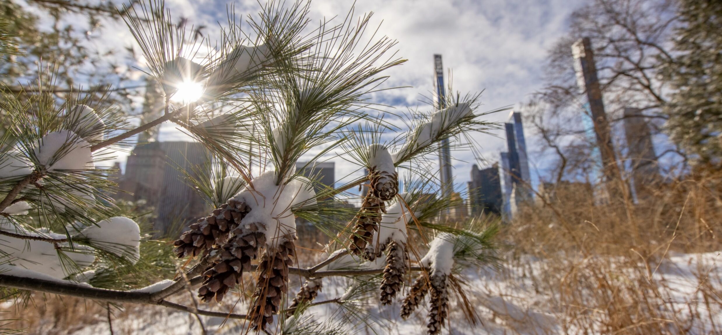 Sprucing Up the Place: The Evergreen Trees… | Central Park Conservancy