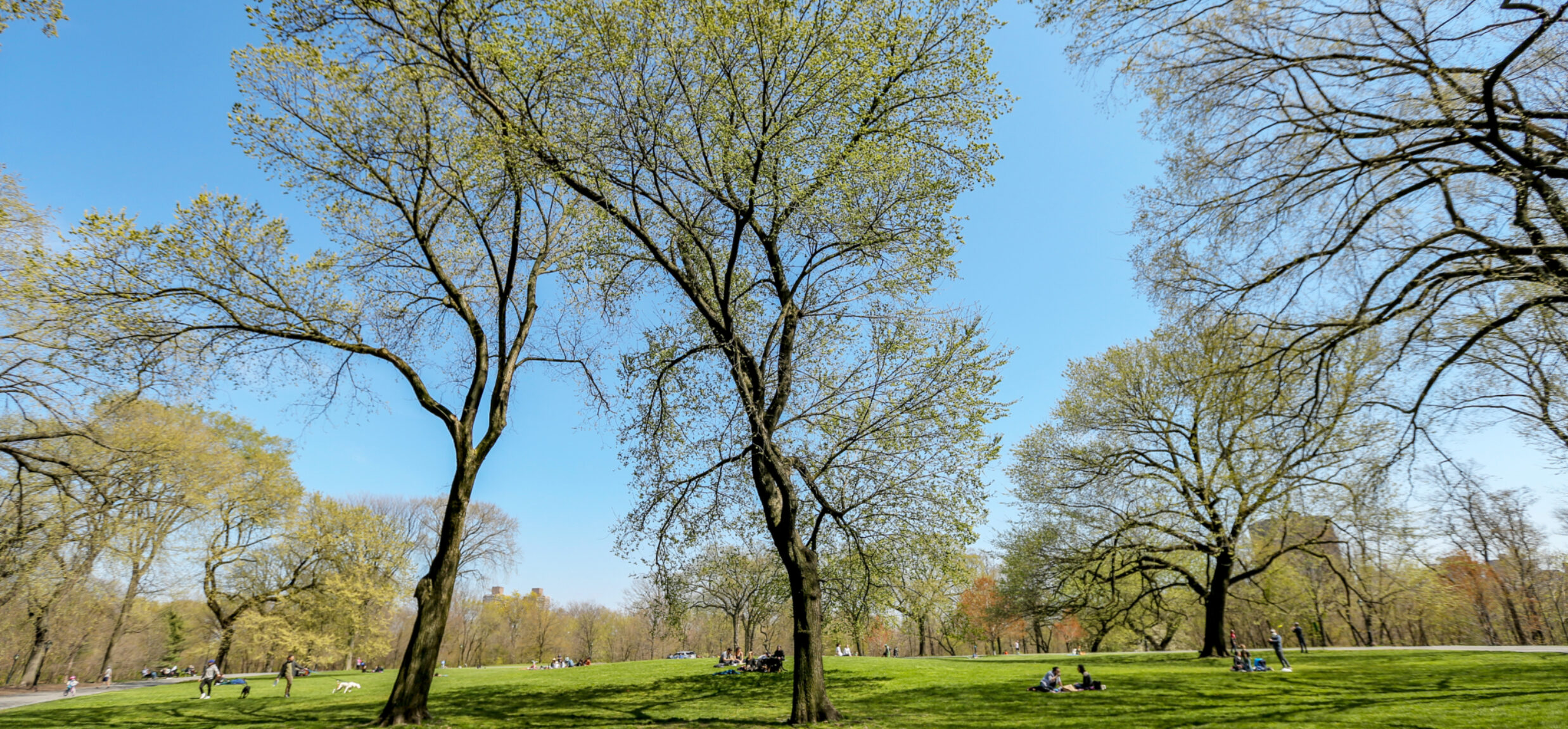 Weekly Walks: Great Trees of Central Park | Central Park Conservancy