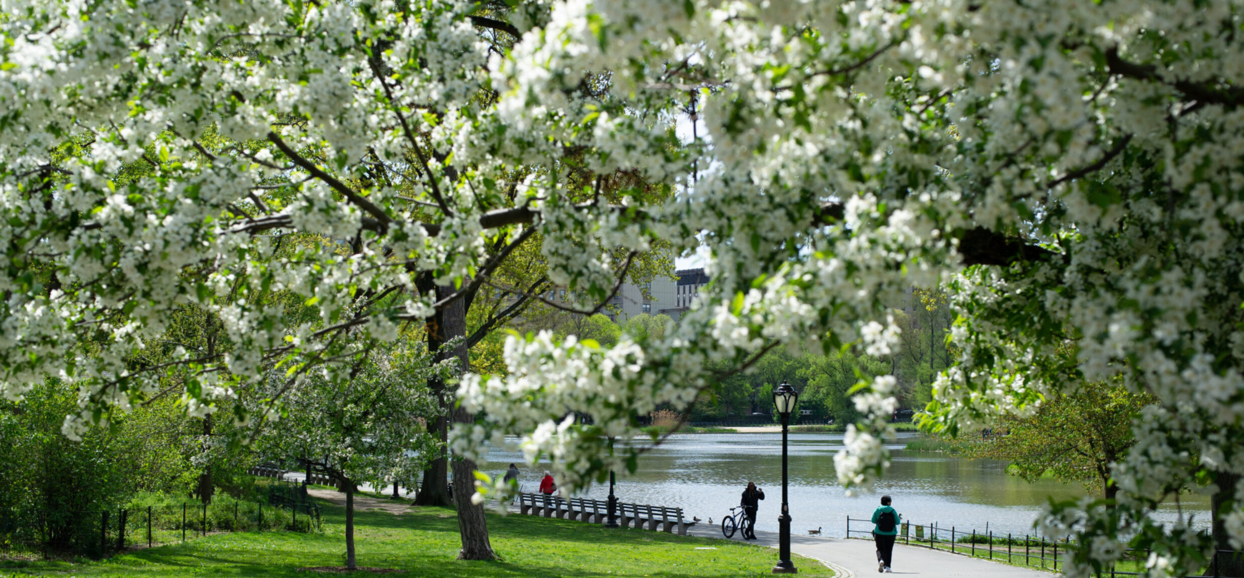 Where to find Spring Blooms in Central Park | Central Park Conservancy