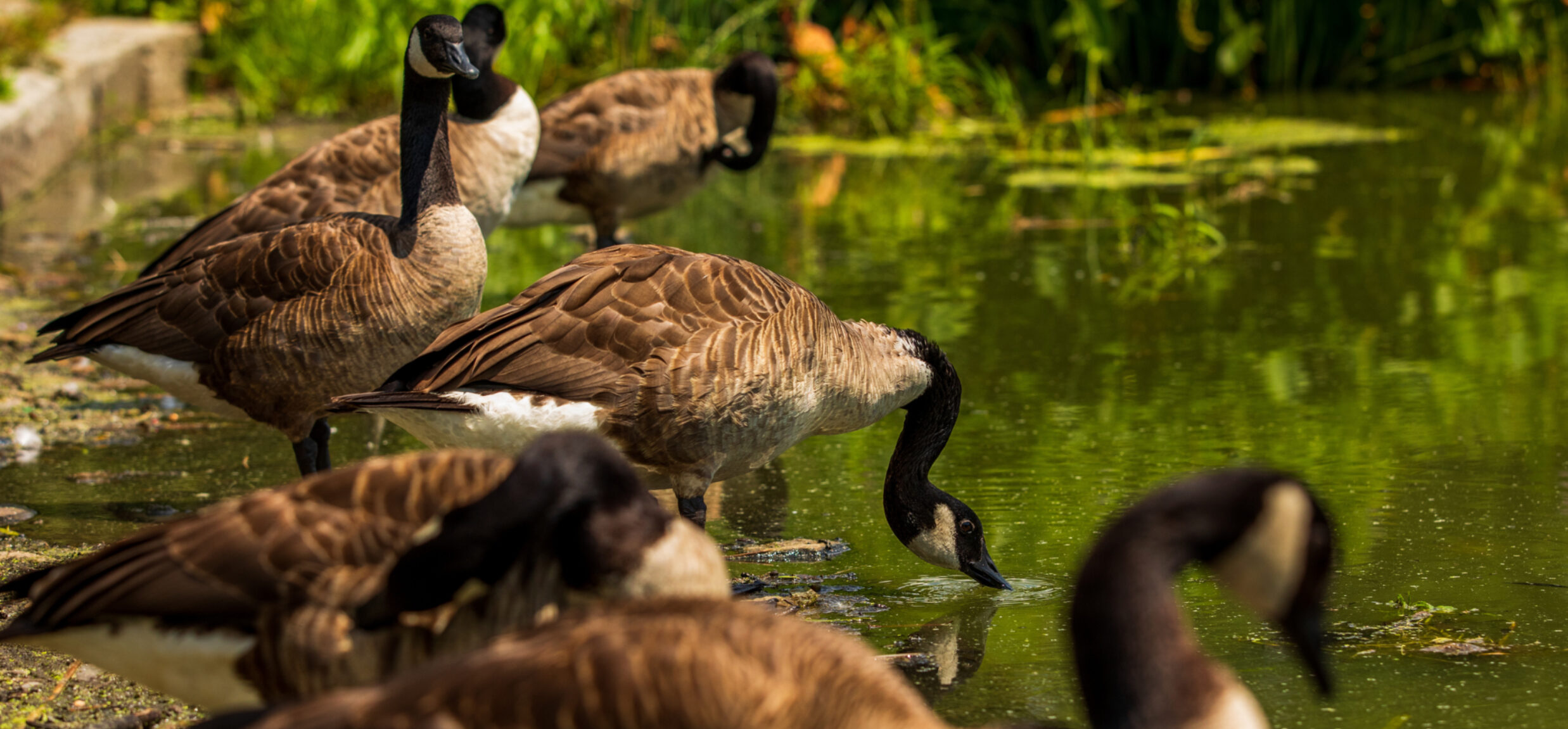 Urban Wildlife in Central Park:… | Central Park Conservancy
