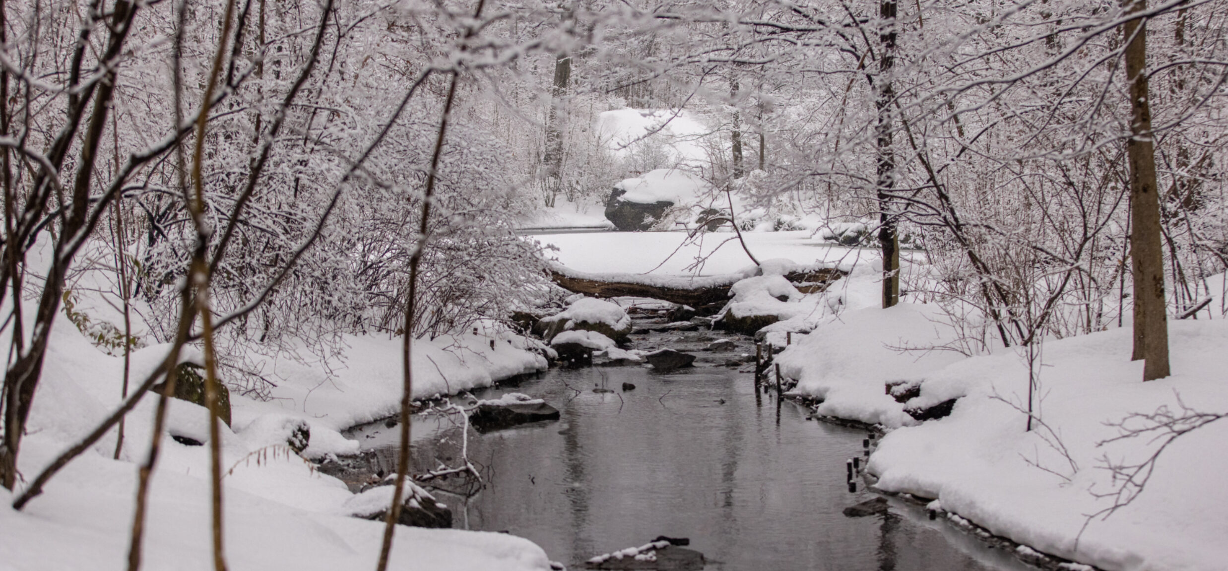 The Delights of Deep Winter: A… | Central Park Conservancy
