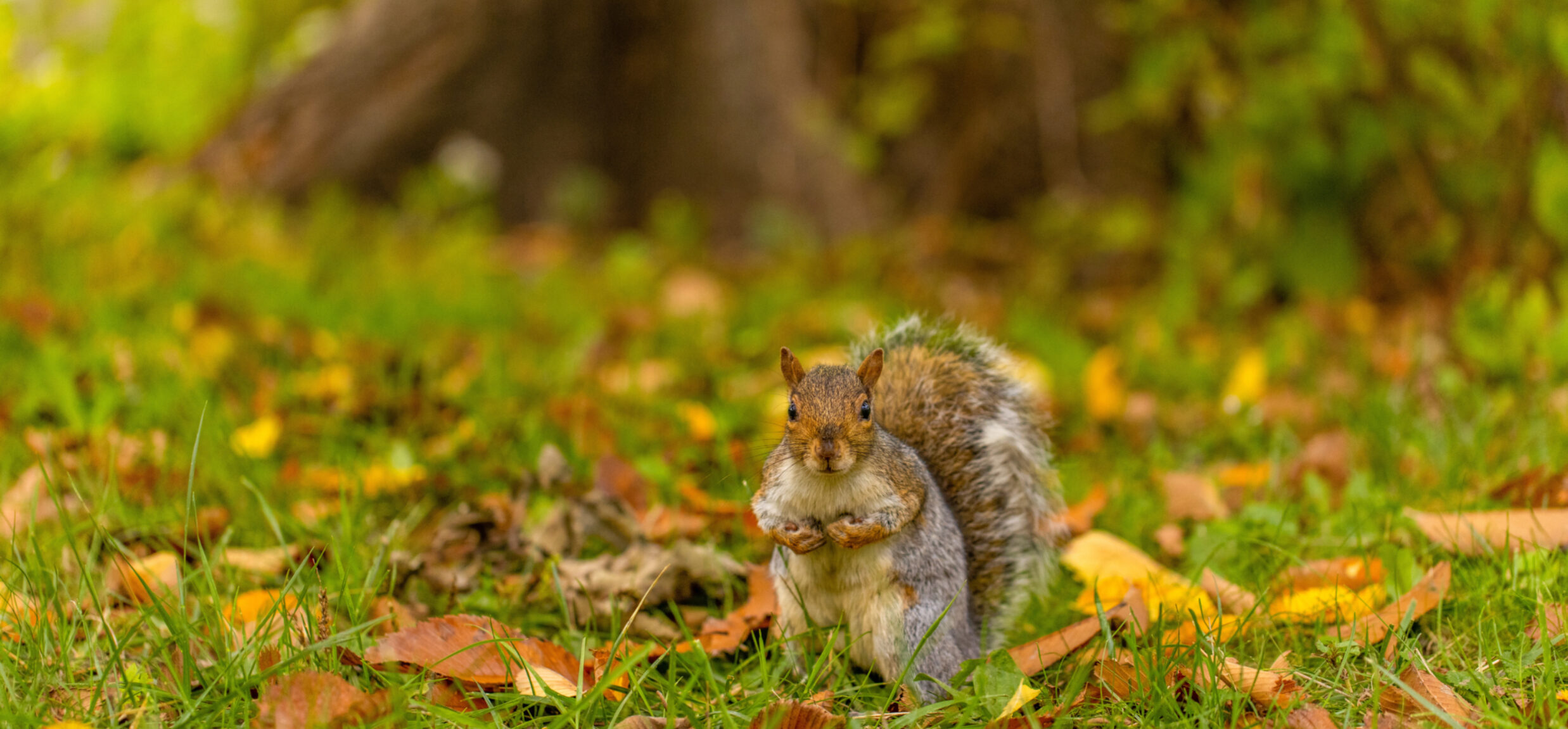 Getting to Know Central Park’s Squirrels | Central Park Conservancy
