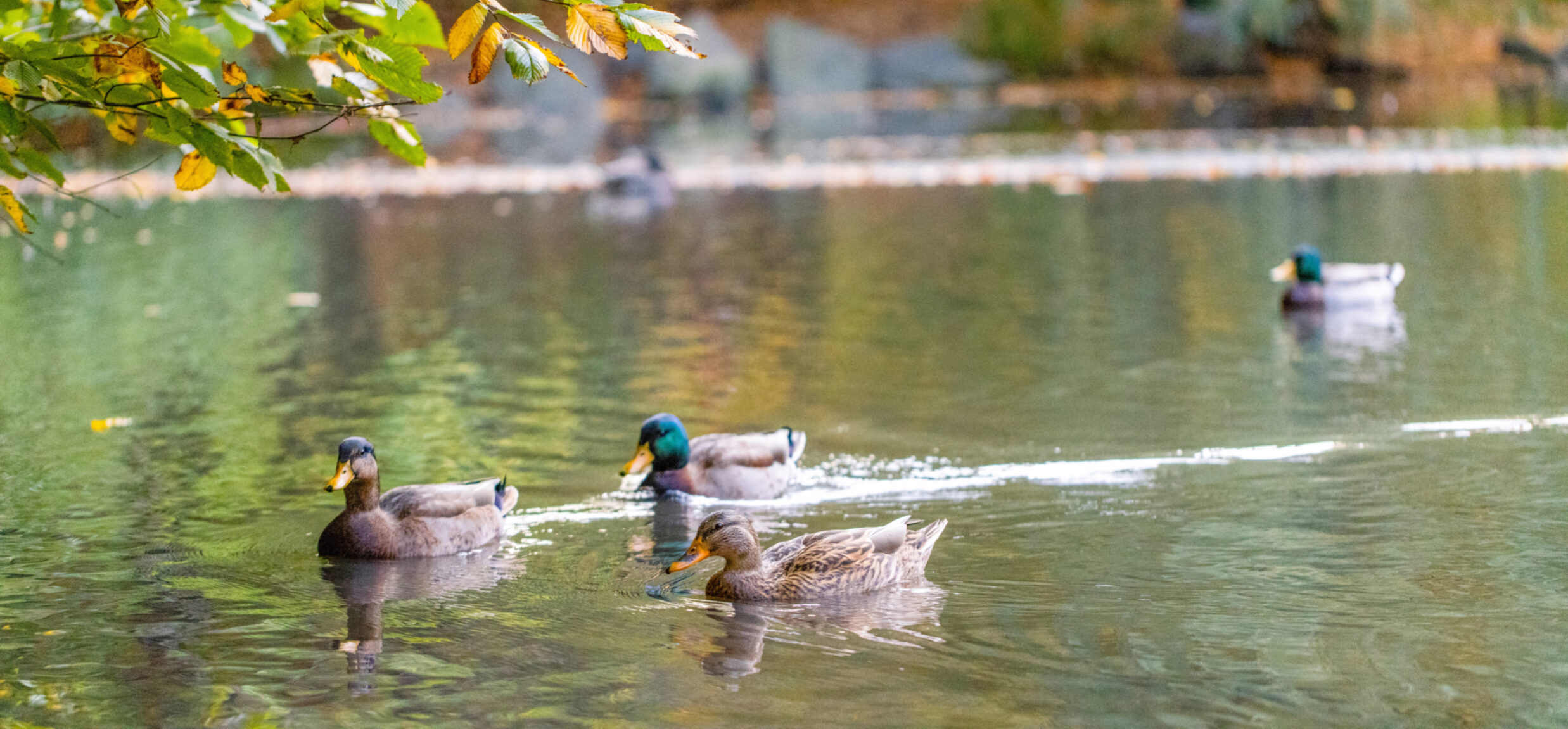 Wildlife in Central Park | Central Park Conservancy