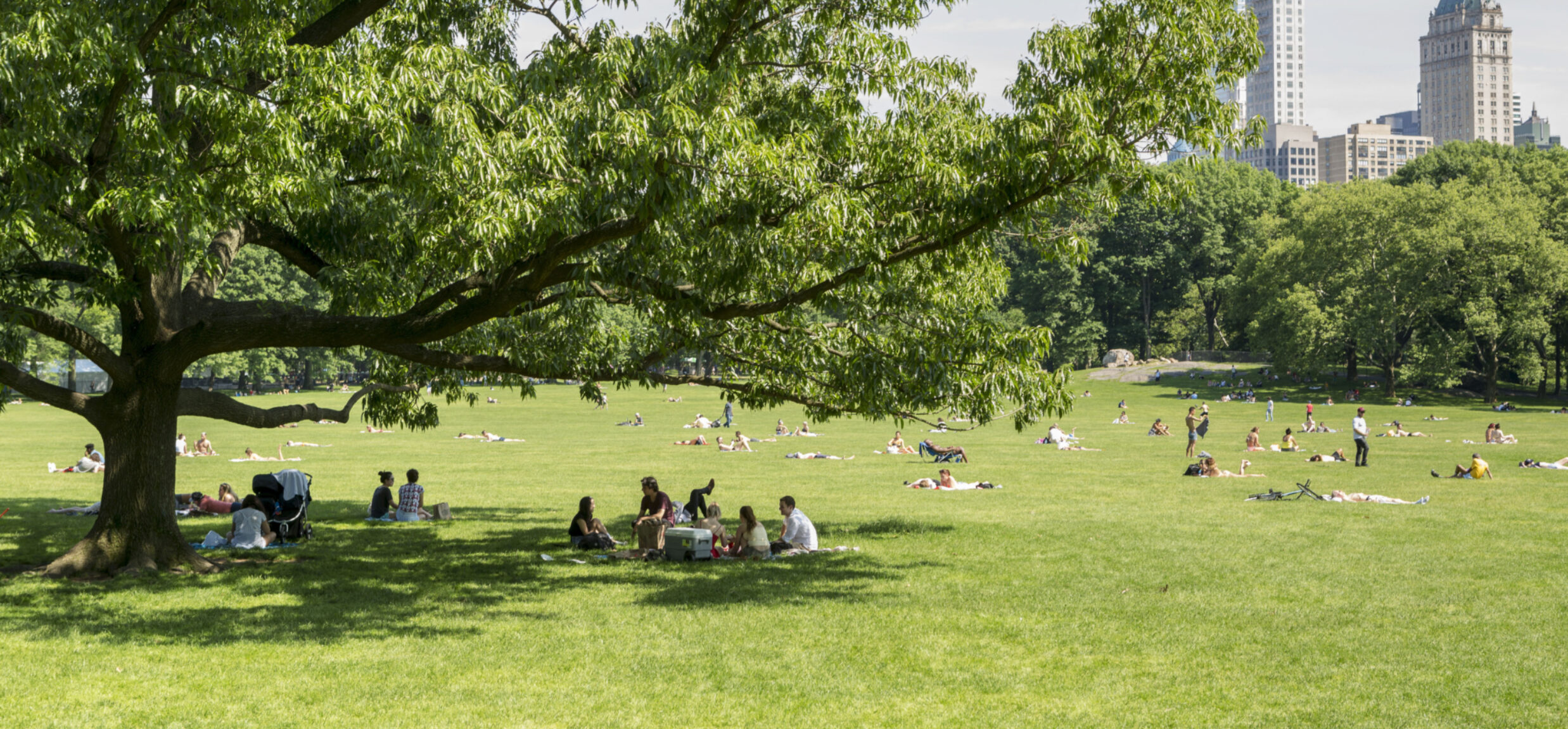 Picnic Guide | Central Park Conservancy