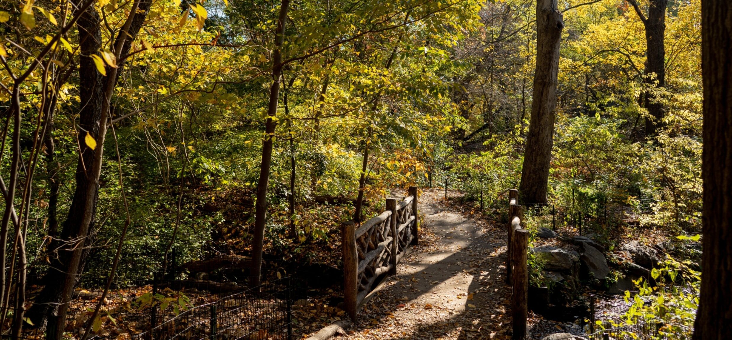 The Ramble | Central Park Conservancy