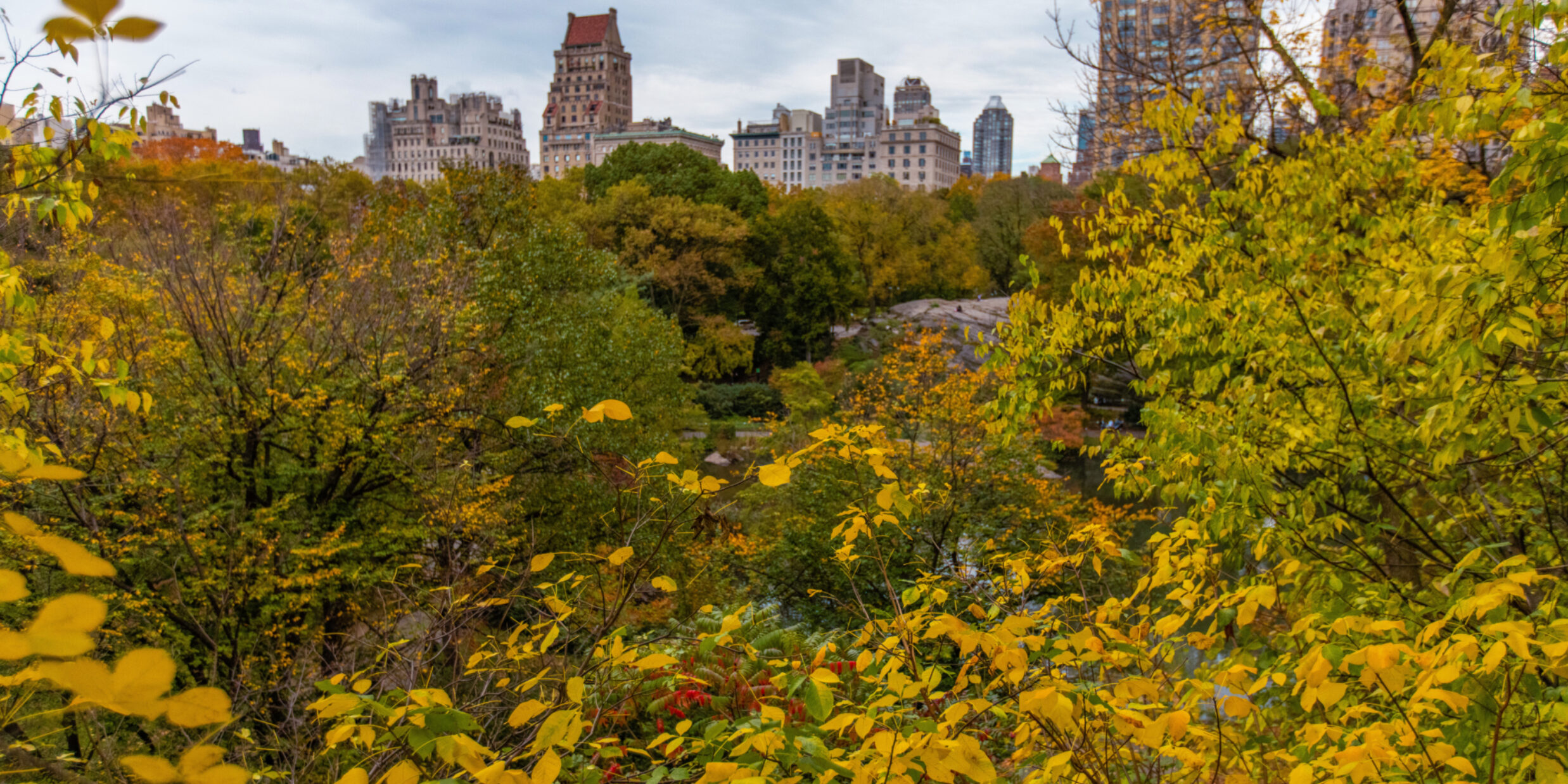 Urban Forest Bathing: Cultivating Calmness… | Central Park Conservancy