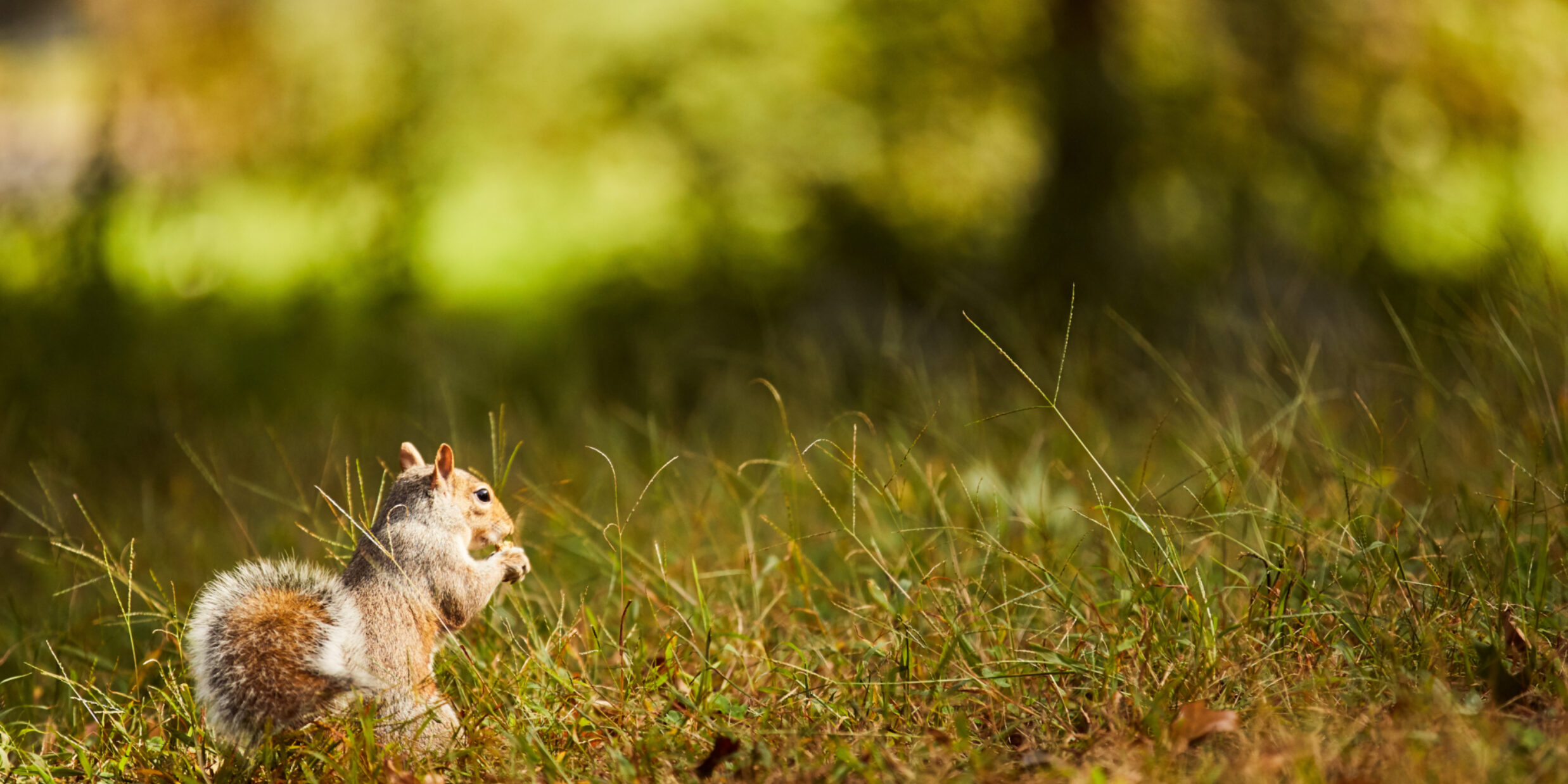 Getting to Know Central Park’s Squirrels | Central Park Conservancy
