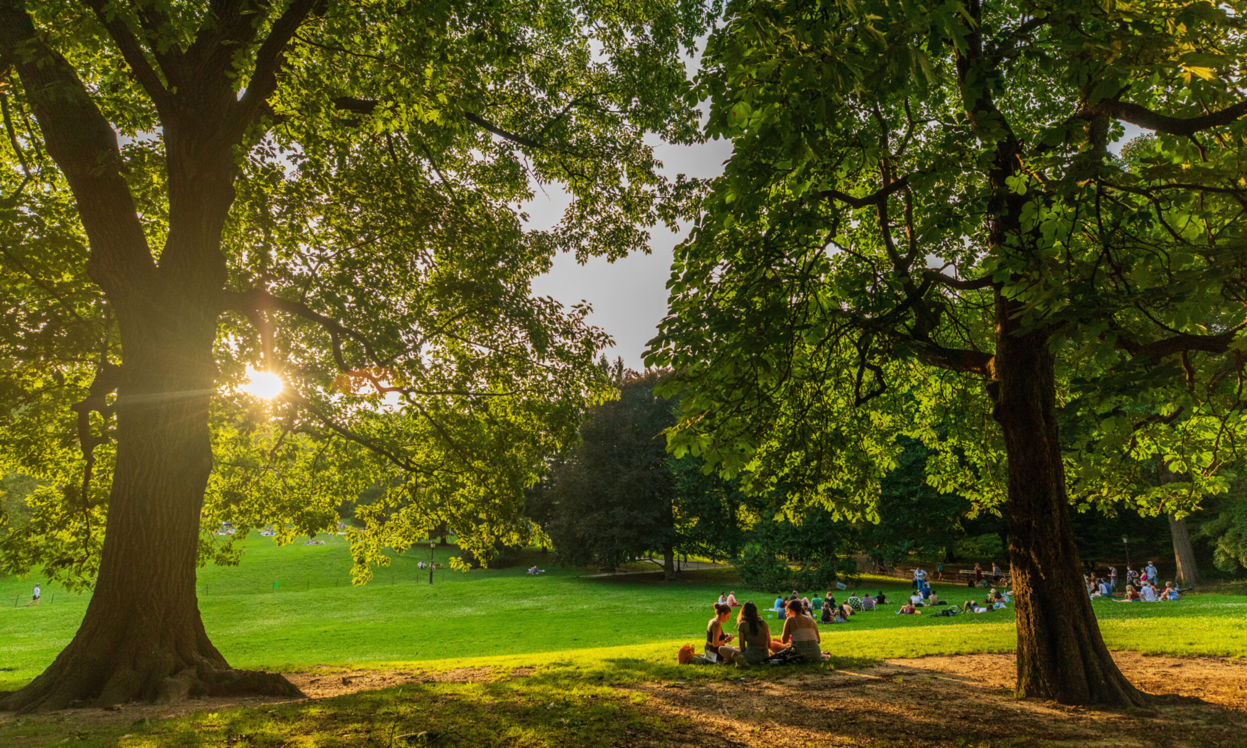 Branching Out: The Arborists Behind (and… | Central Park Conservancy