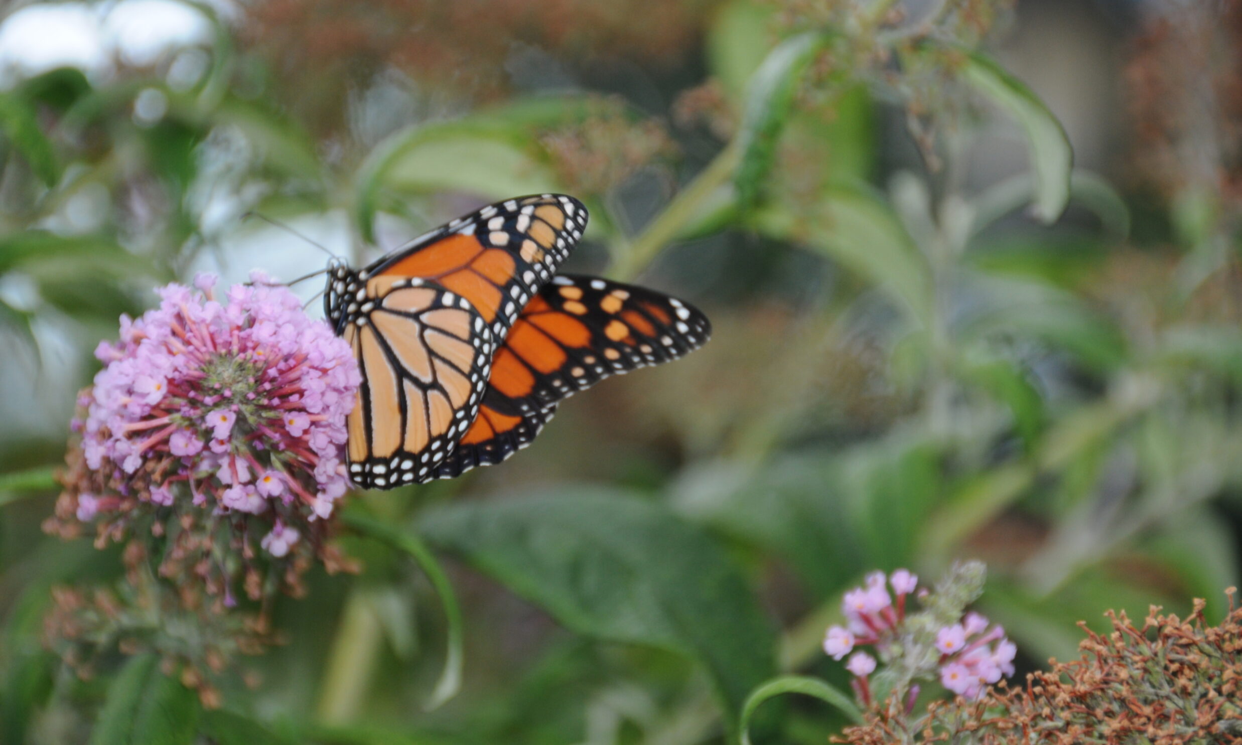 North Meadow Butterfly Gardens | Central Park Conservancy