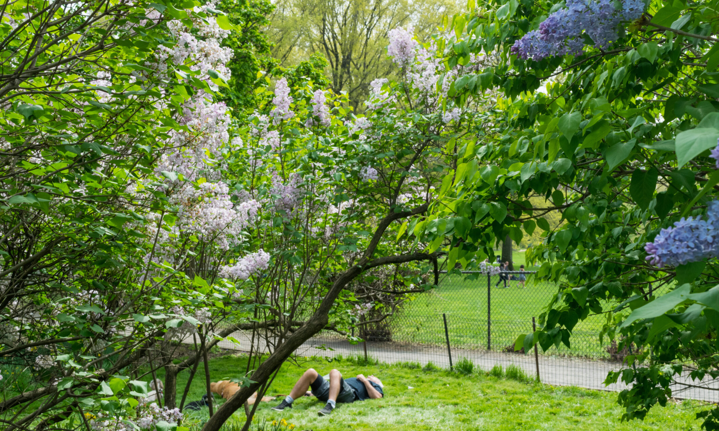 Nell Singer Lilac Walk | Central Park Conservancy