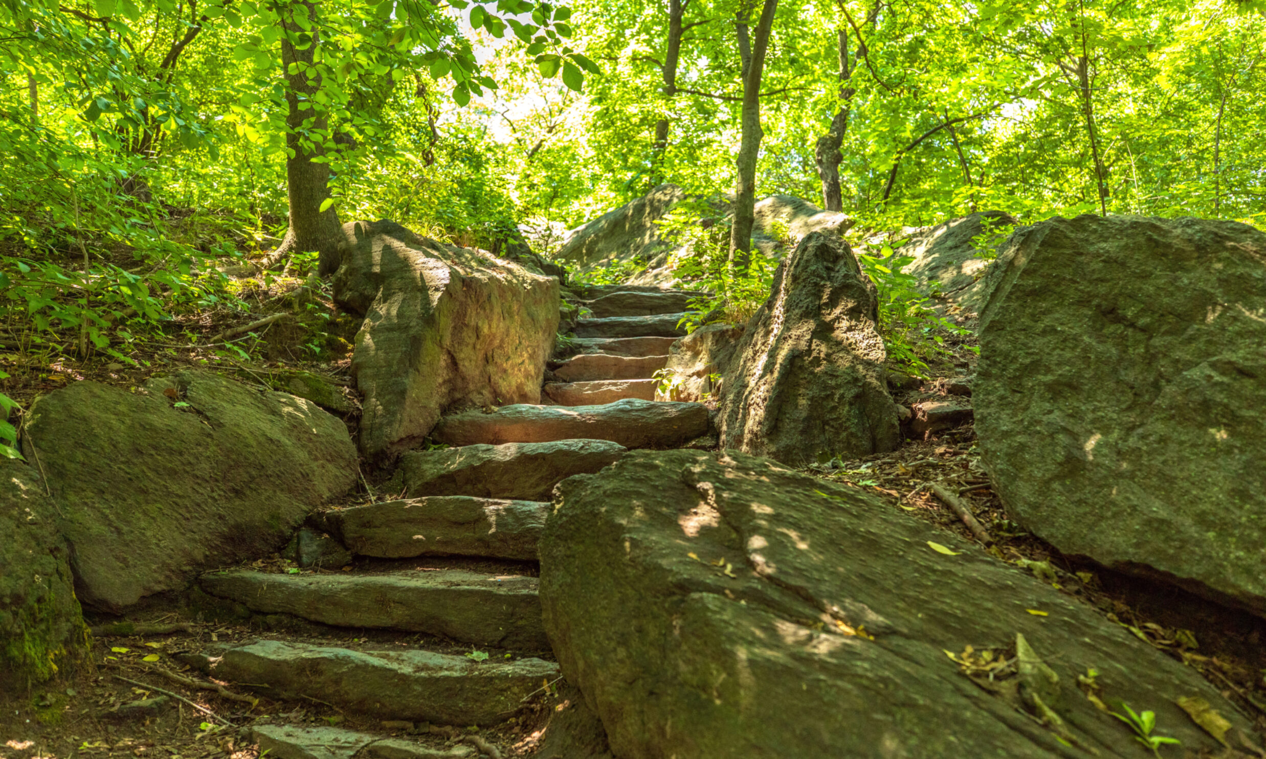 The Central Park Climate Lab | Central Park Conservancy