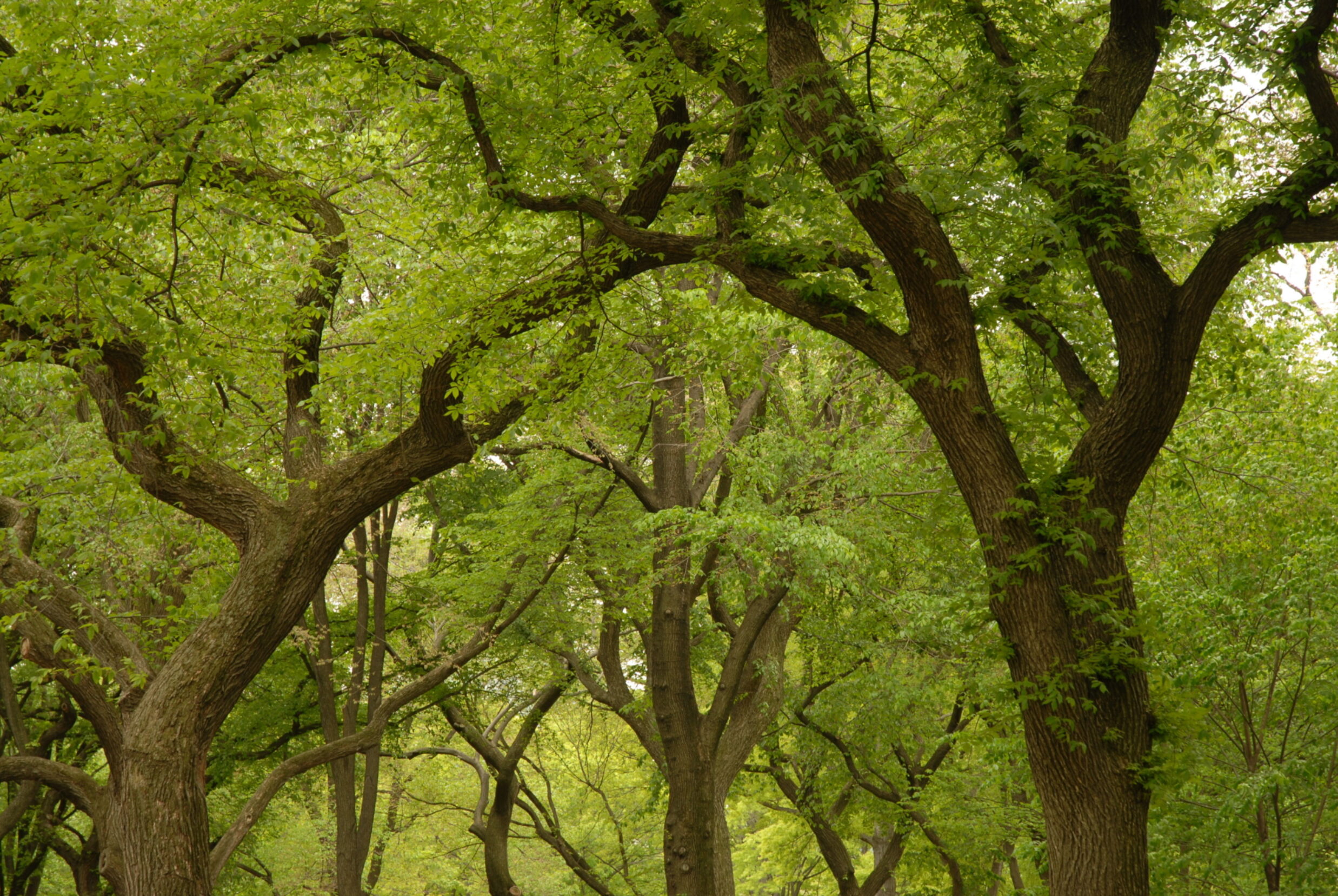 Stroll Down the Mall & Literary Walk in… | Central Park Conservancy