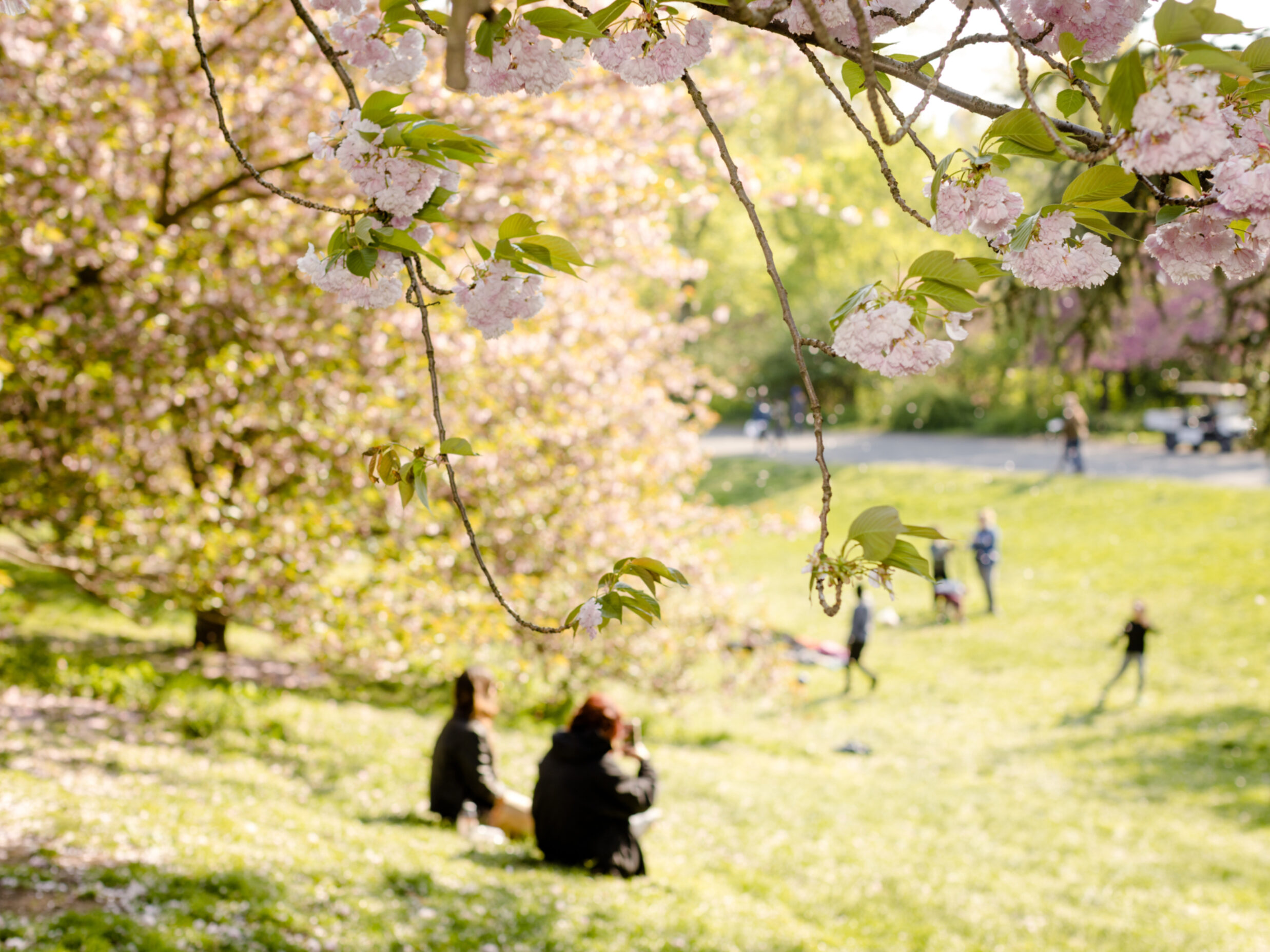 Summit Rock | Central Park Conservancy