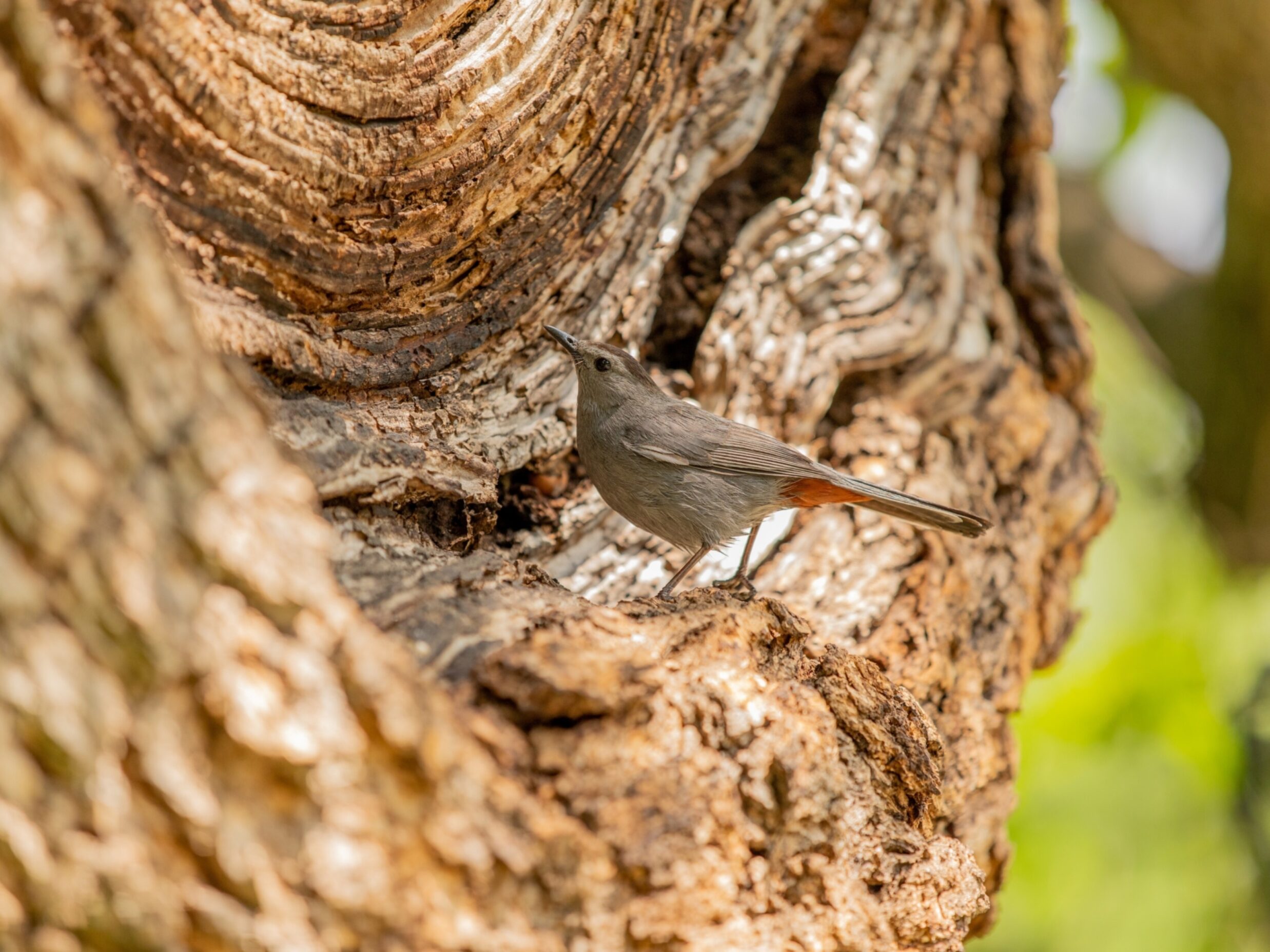 The Ravine | Central Park Conservancy