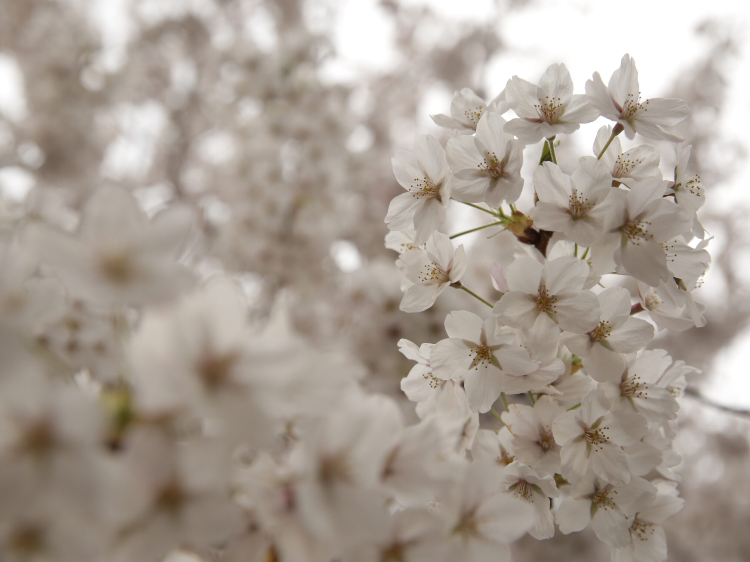 Central Park Cherry Blossom Trees | Central Park Conservancy