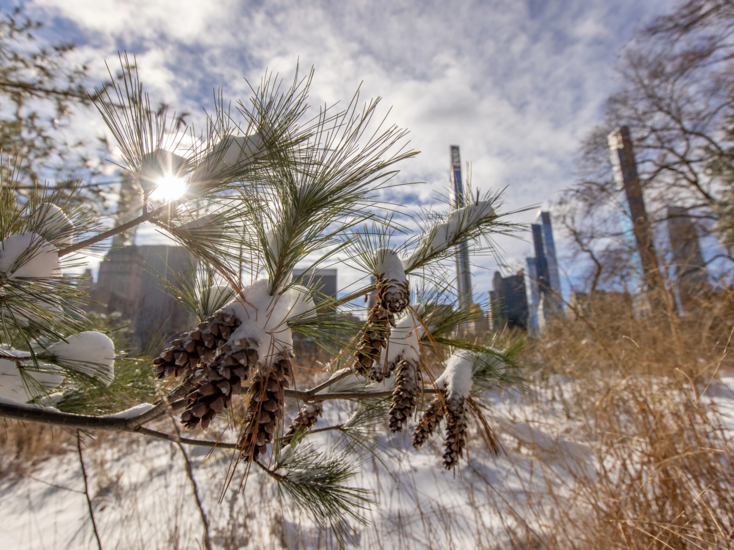 Arthur Ross Pinetum | Central Park Conservancy