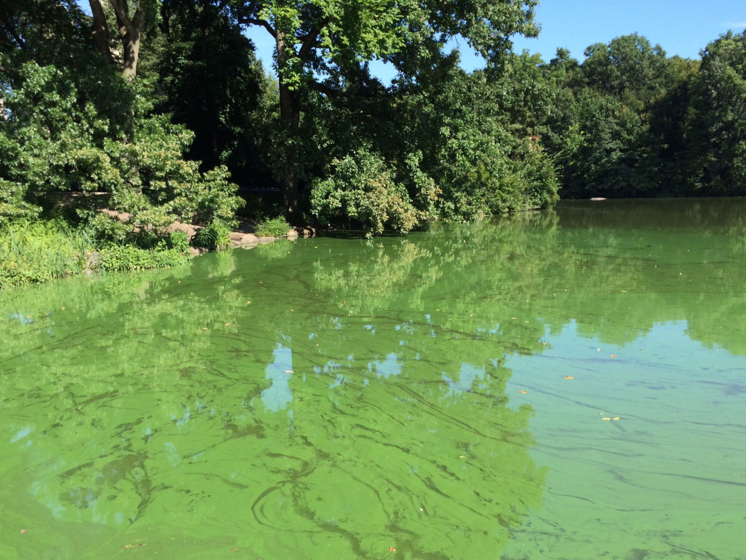 The Central Park Climate Lab | Central Park Conservancy