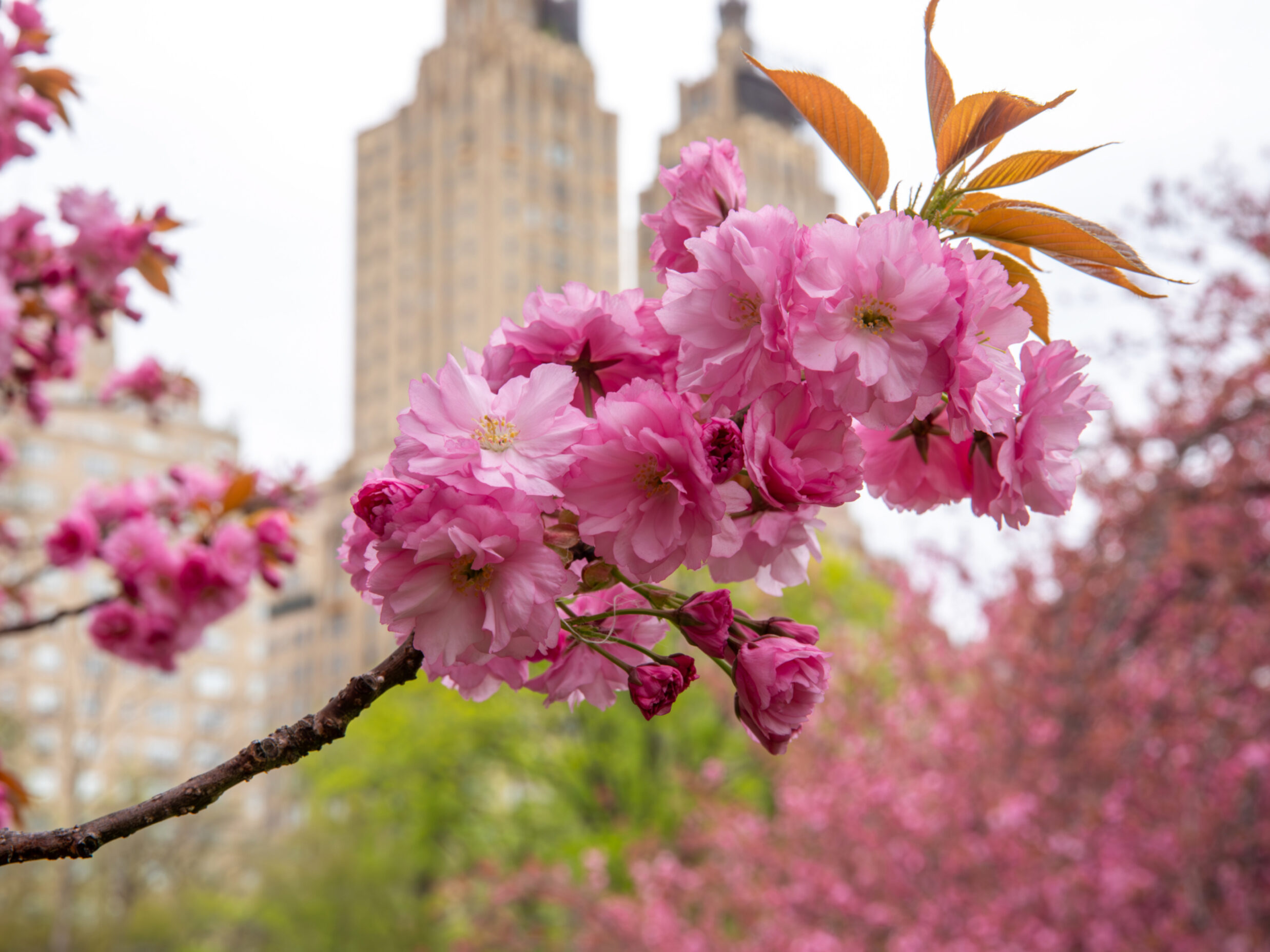 Central Park Cherry Blossom Trees | Central Park Conservancy