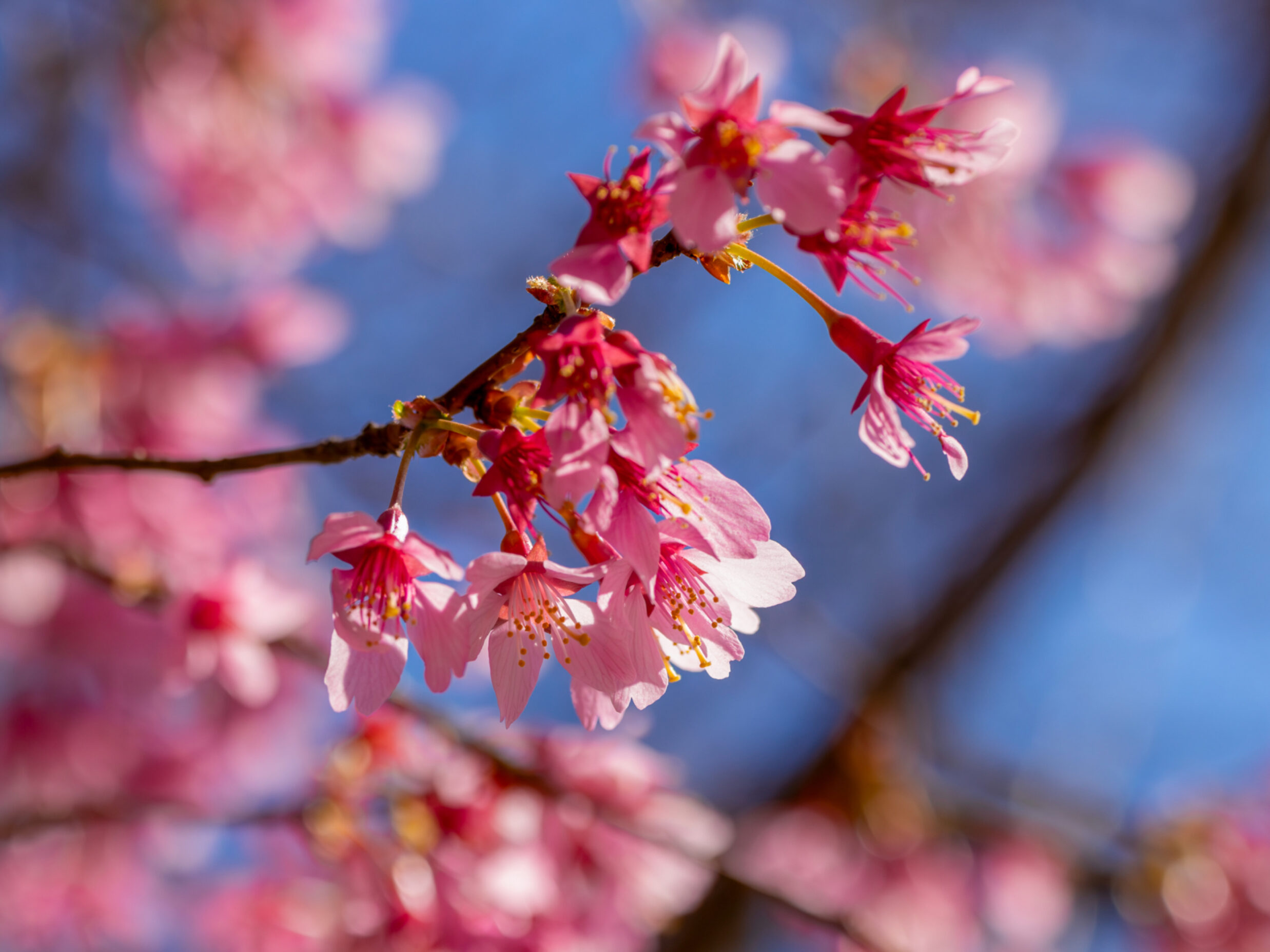 Central Park Cherry Blossom Trees | Central Park Conservancy