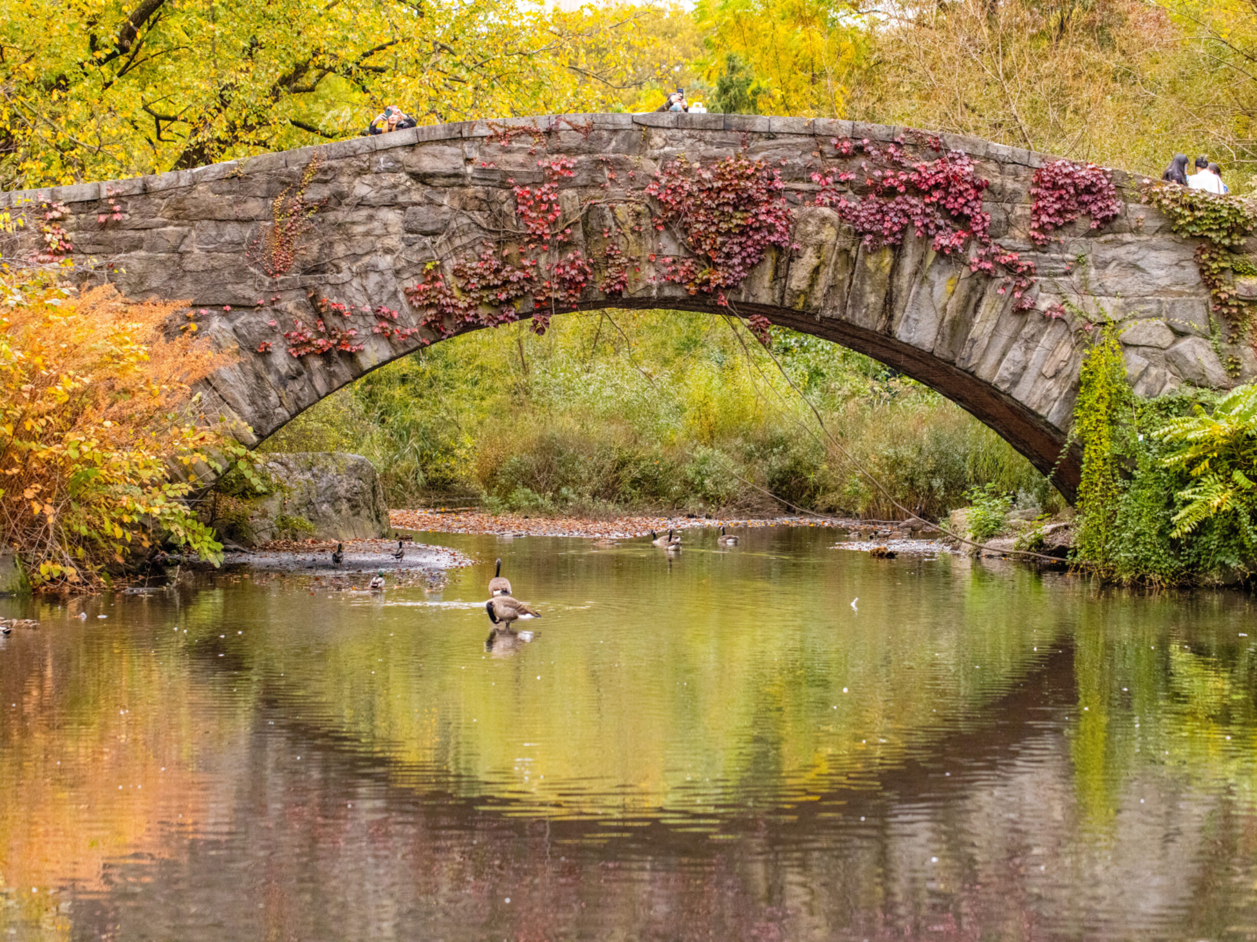Gapstow Bridge | Central Park Conservancy
