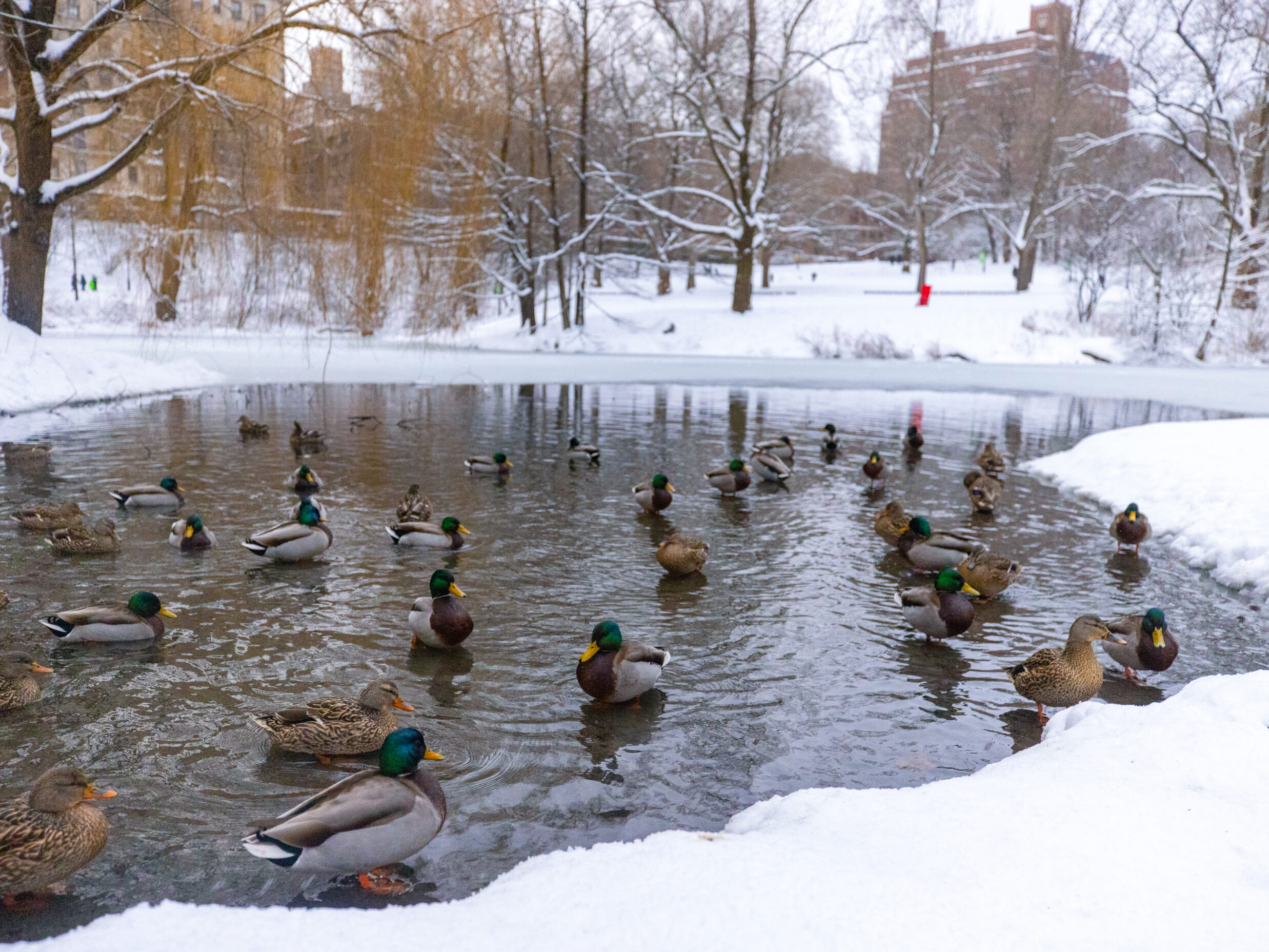 The New Holiday Guide | Central Park Conservancy