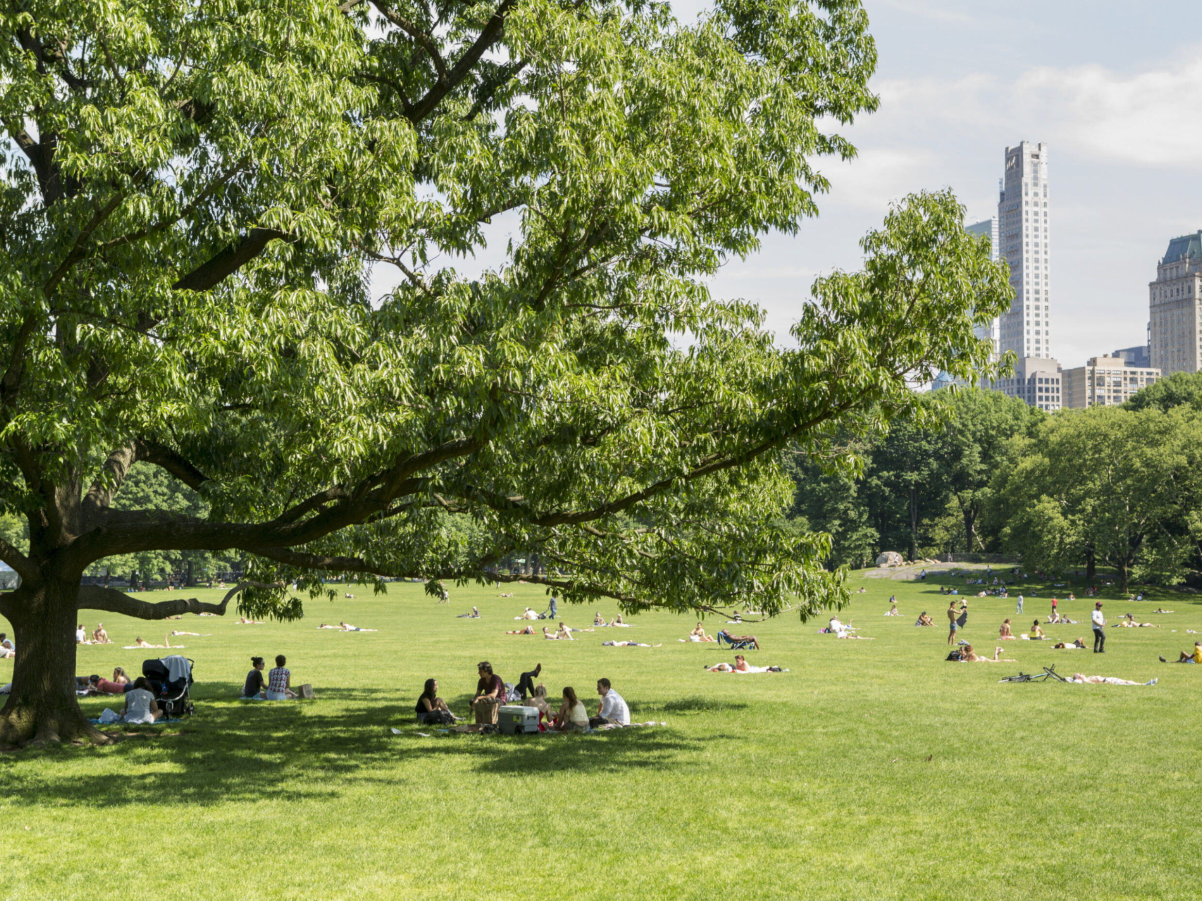 Arthur Ross Pinetum | Central Park Conservancy