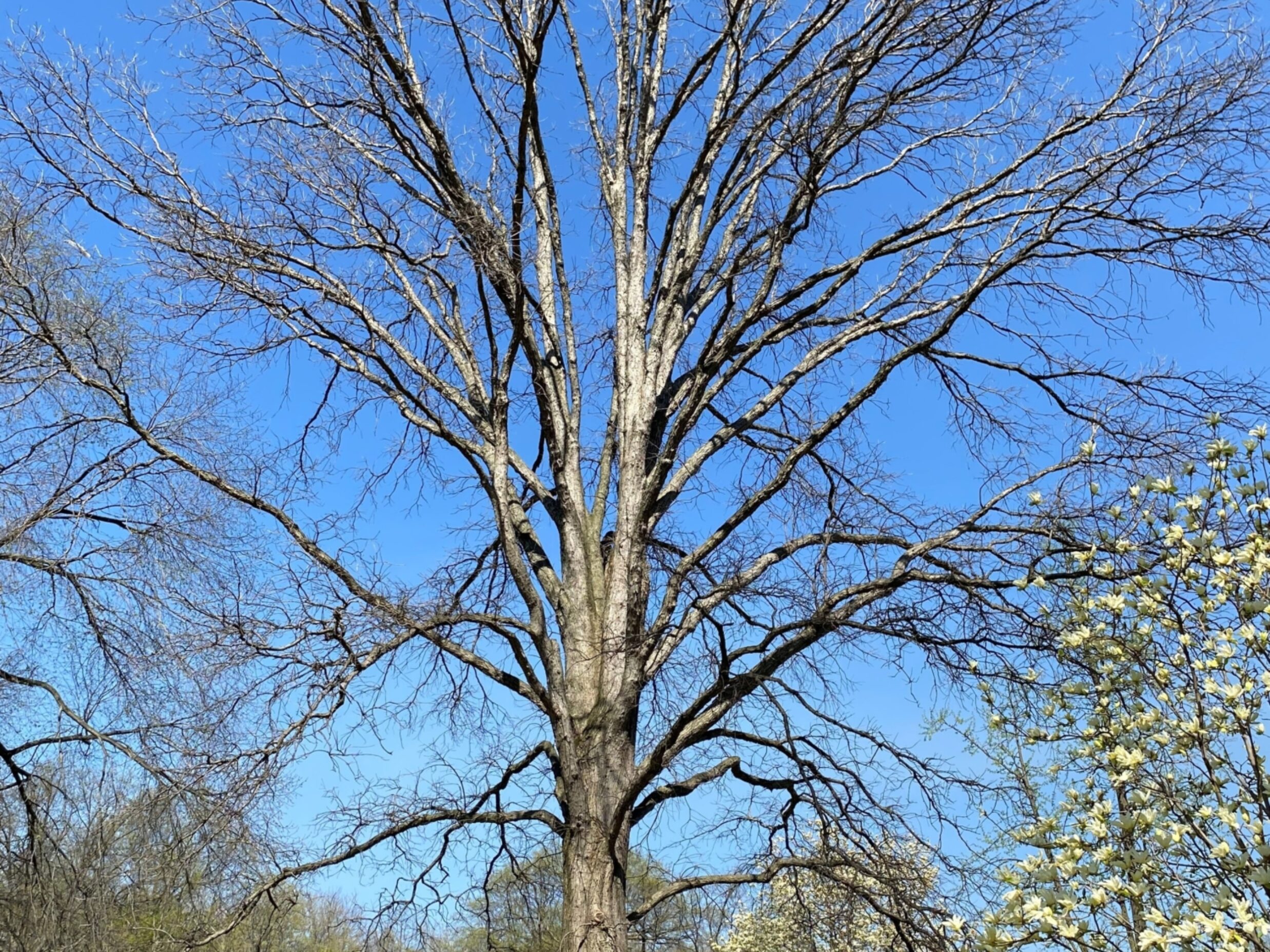 Laurel Oak | Central Park Conservancy