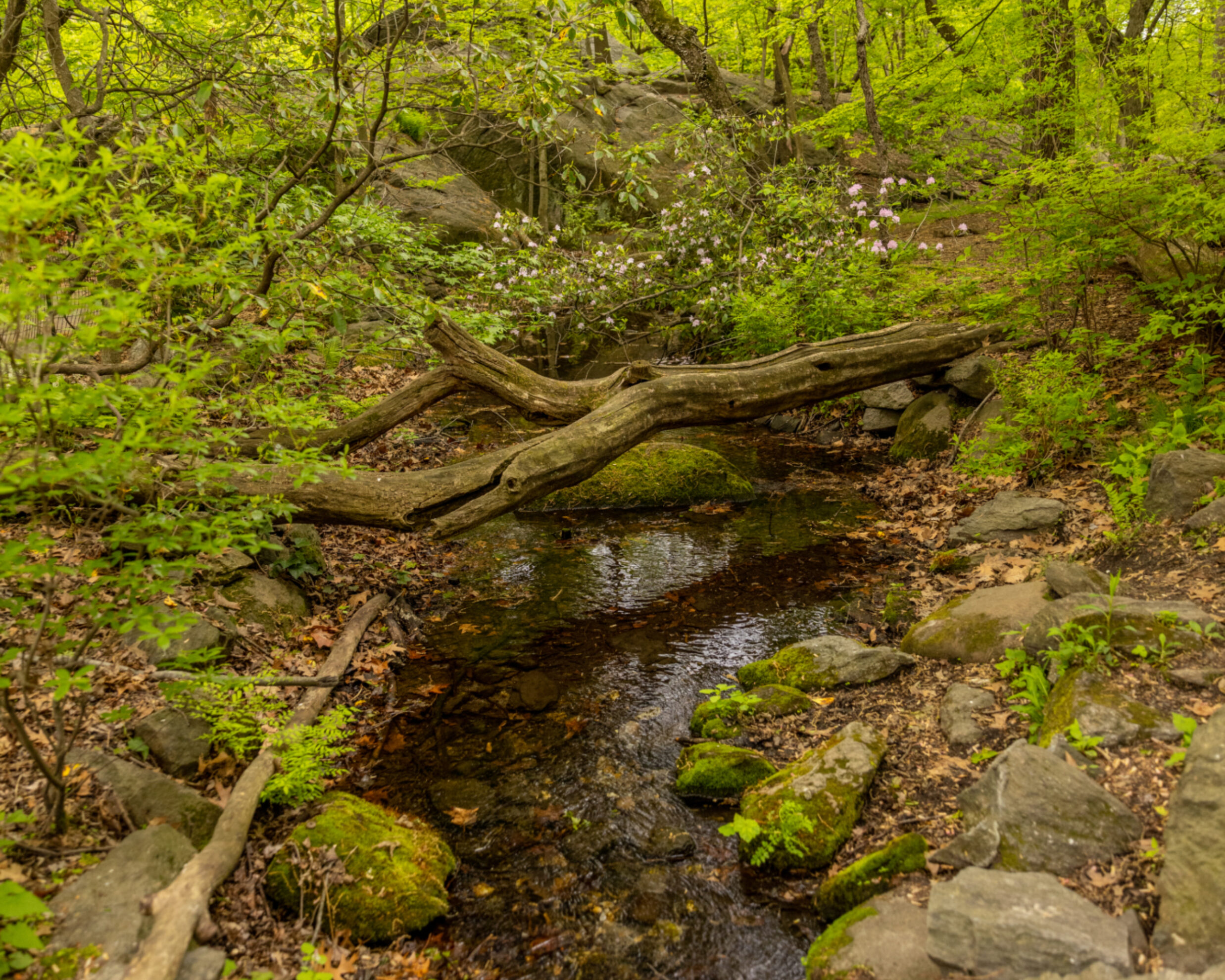 The Top 10 Must-Visit Locations in New… | Central Park Conservancy