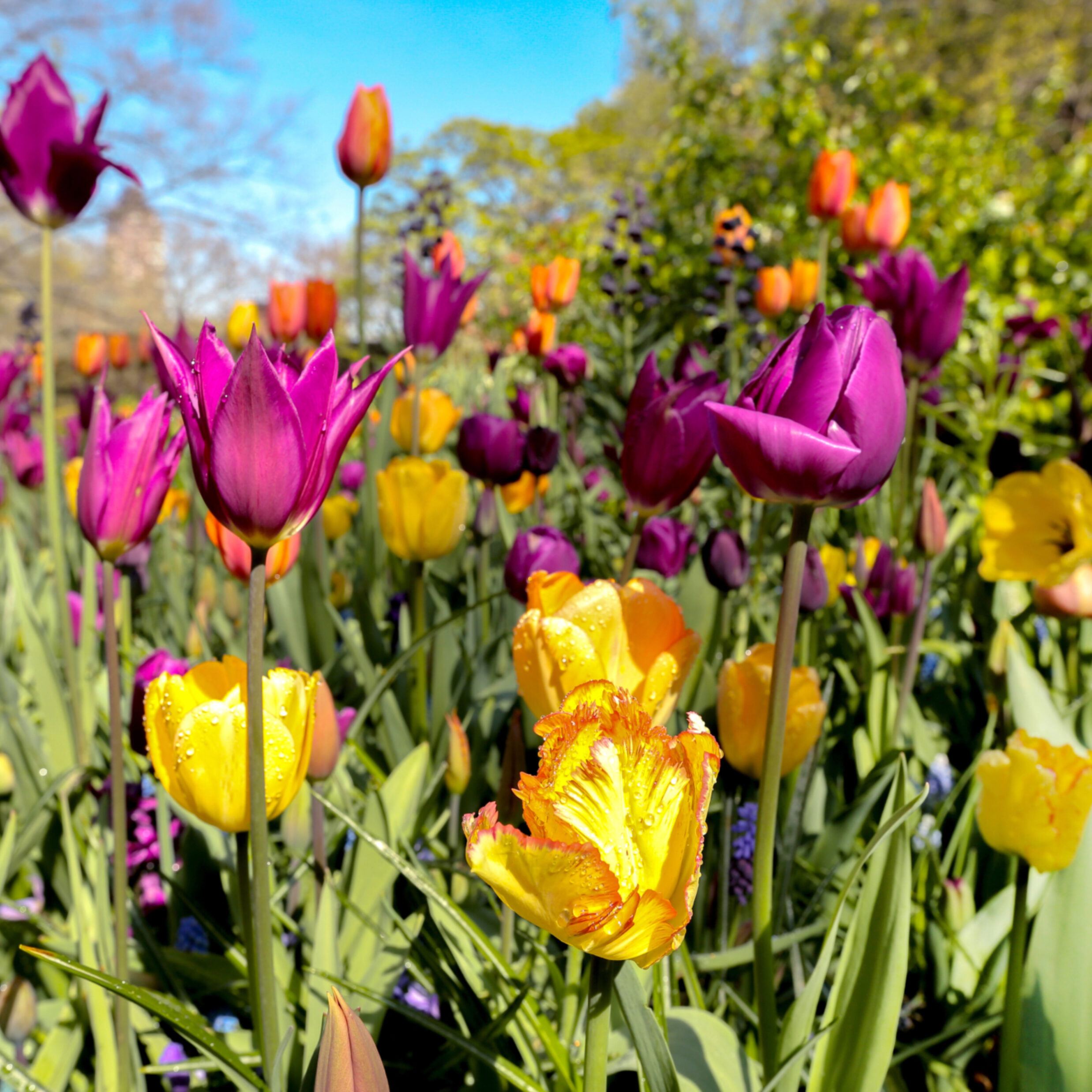 Your Official Guide to Central Park I… | Central Park Conservancy