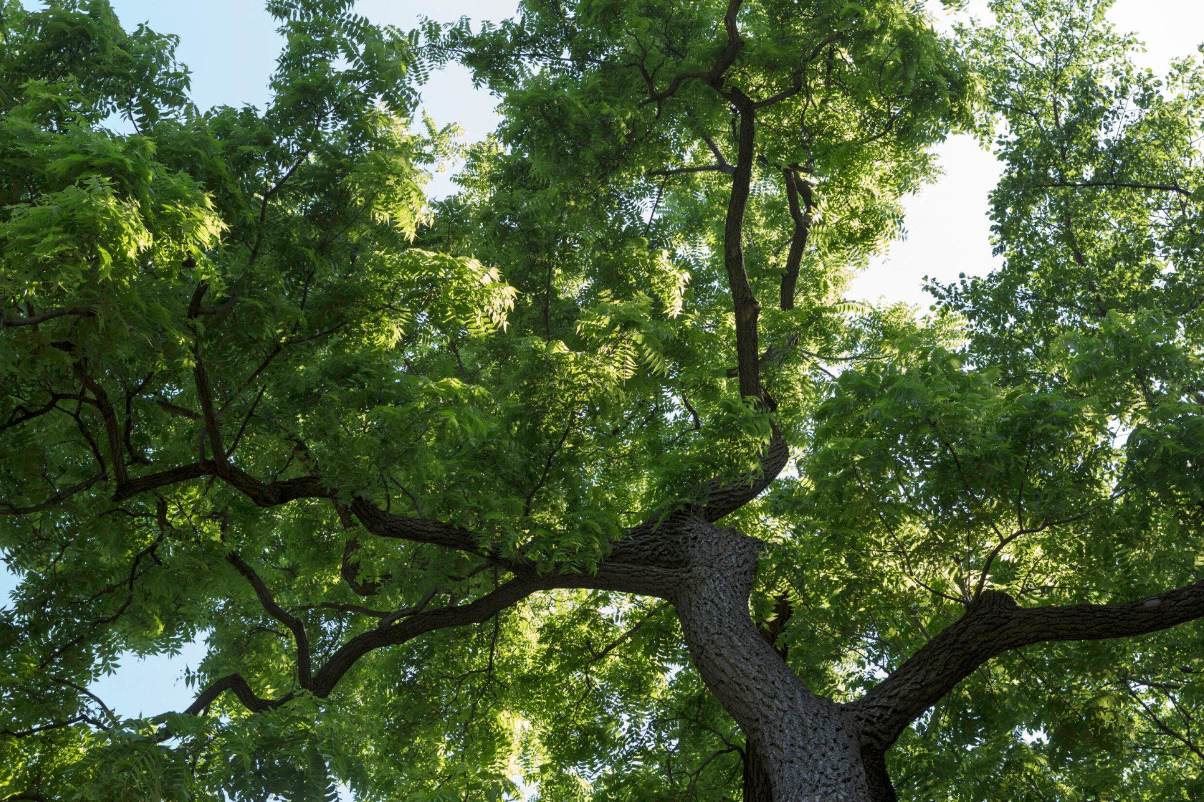 Five Questions with Harlem-Based Artist… | Central Park Conservancy