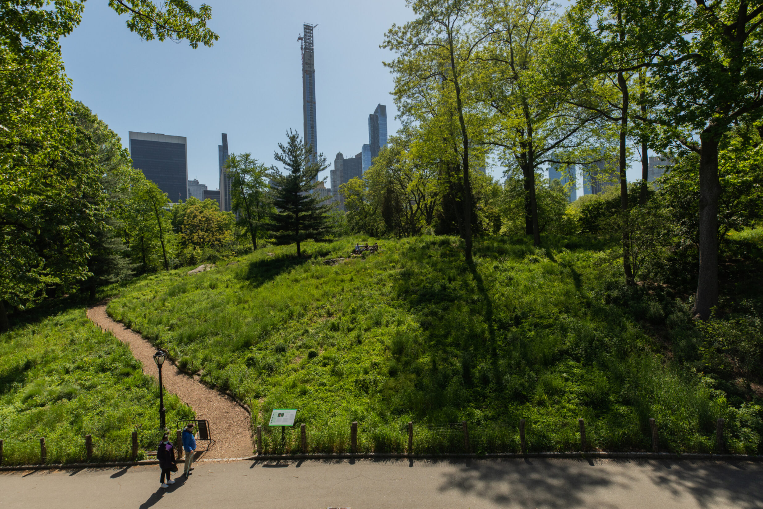 Flying in Plain Sight: The Bats of Central… | Central Park Conservancy