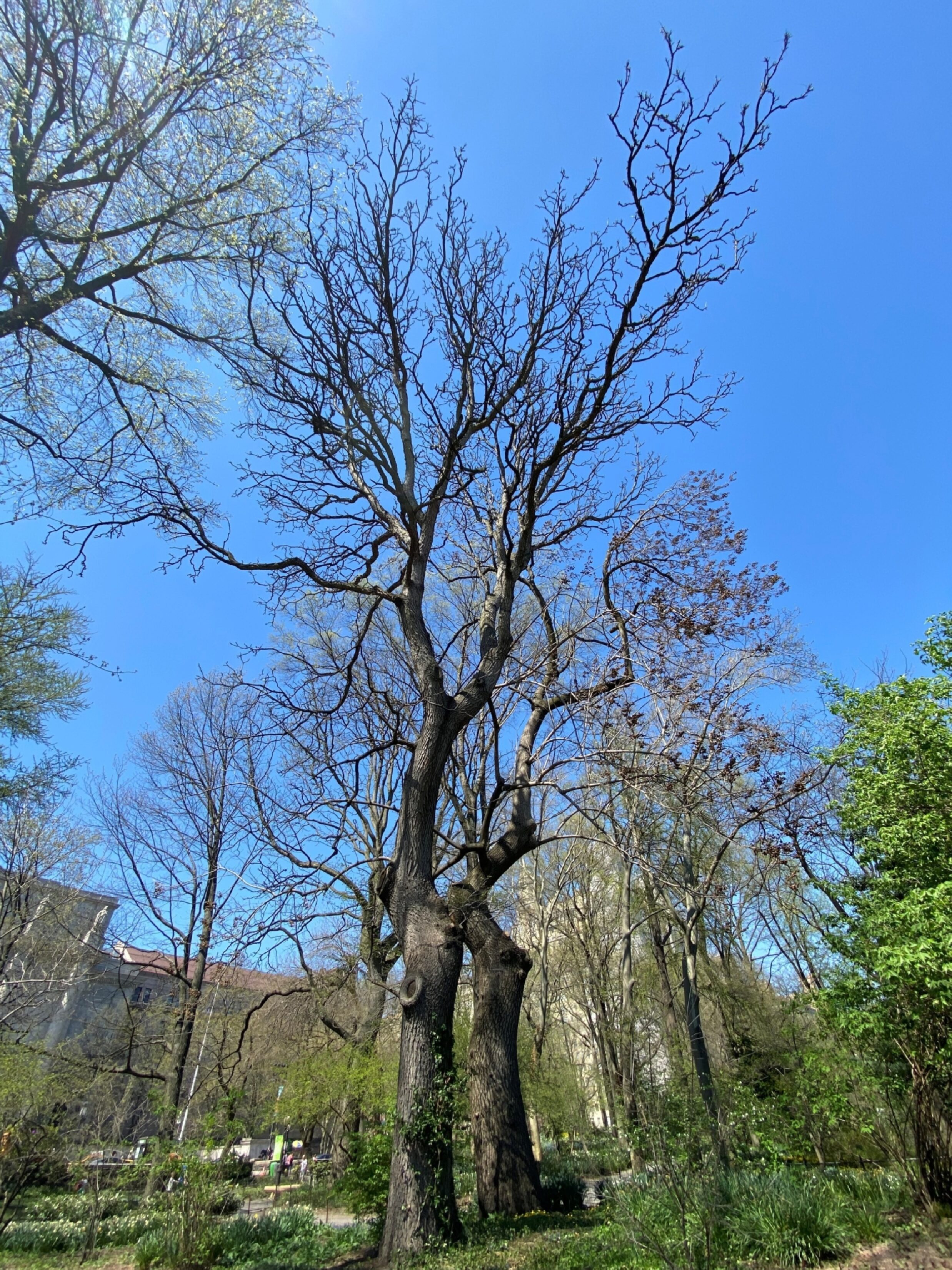 Kentucky Coffeetree | Central Park Conservancy