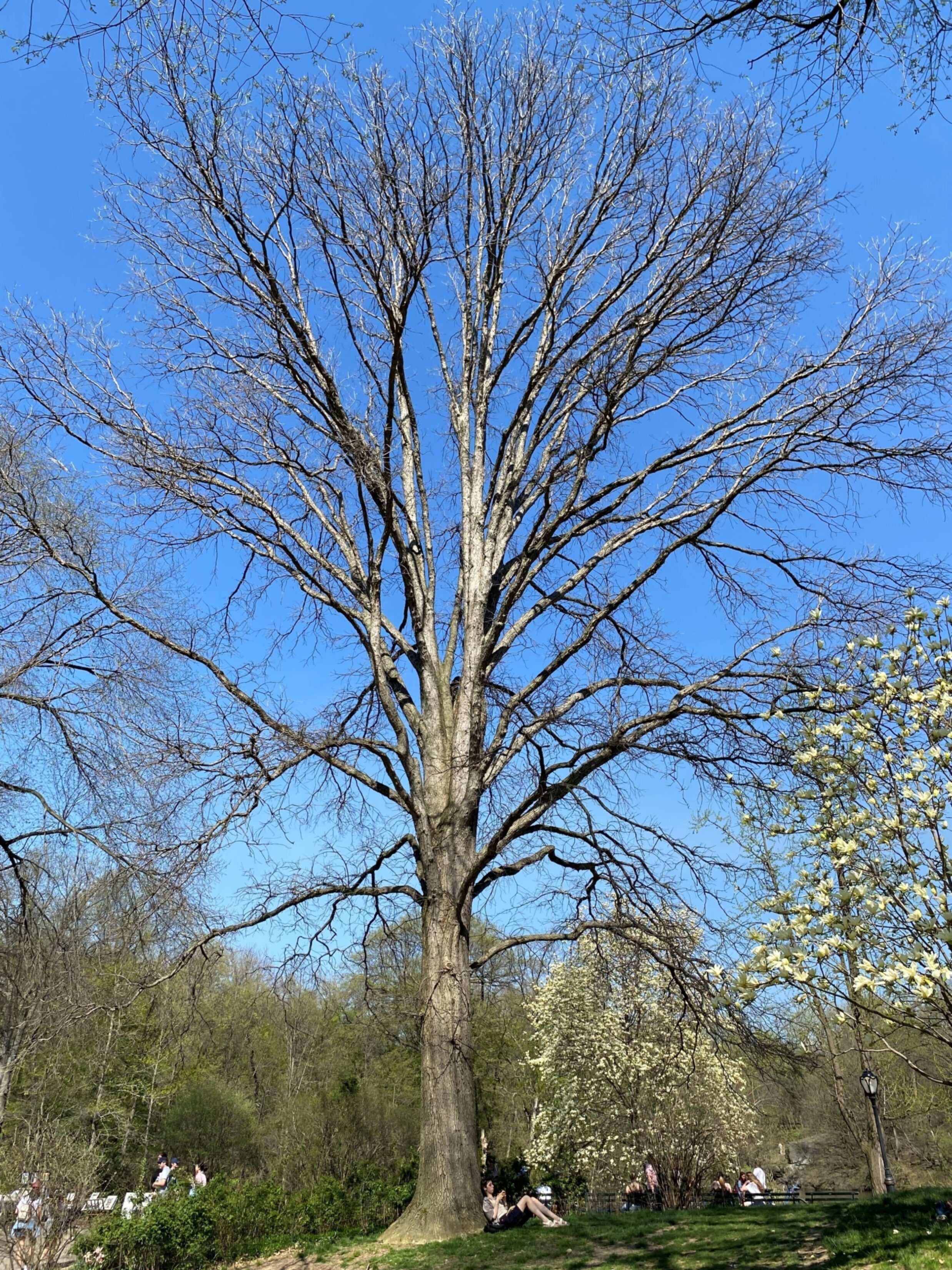 Swamp White Oak | Central Park Conservancy