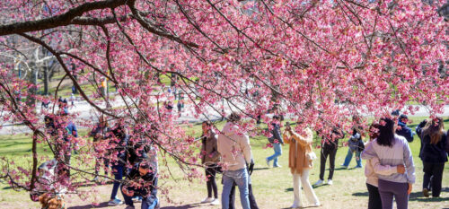 Central Park Cherry Blossom Trees | Central Park Conservancy