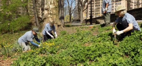 Landscape Management | Central Park Conservancy