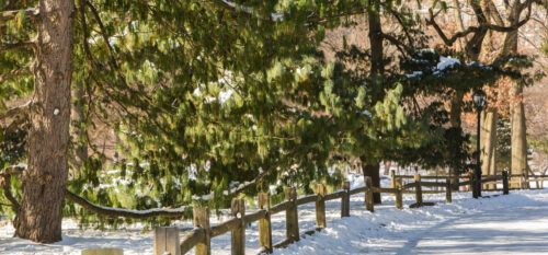 Winter Forest Bathing Walk: The Arthur… | Central Park Conservancy