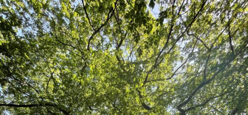 American Elm | Central Park Conservancy