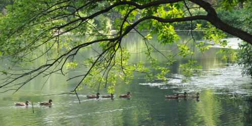 Landscapes of Central Park | Central Park Conservancy