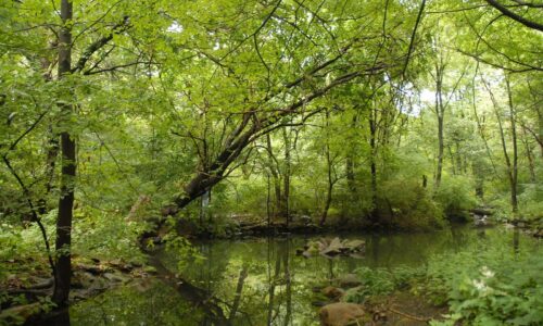 The Ramble | Central Park Conservancy