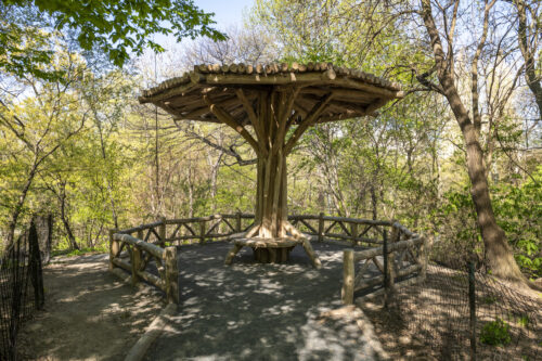 Reconstruction of the Ramble's Rustic… | Central Park Conservancy