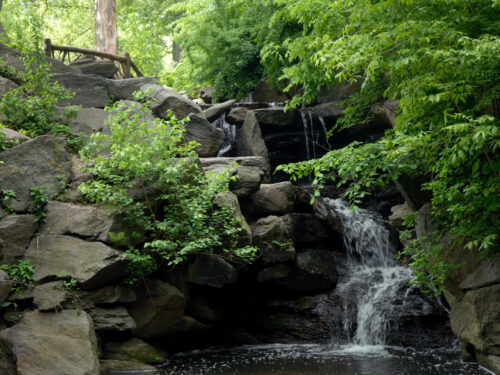 The Ravine | Central Park Conservancy