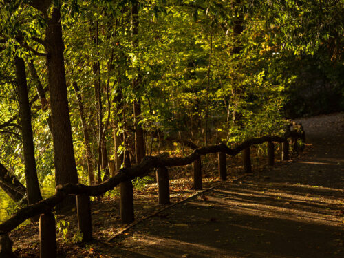 The Ramble | Central Park Conservancy