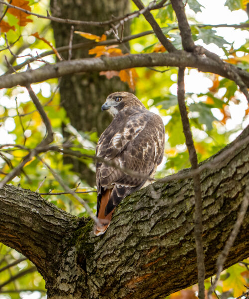 Birding Guide | Central Park Conservancy