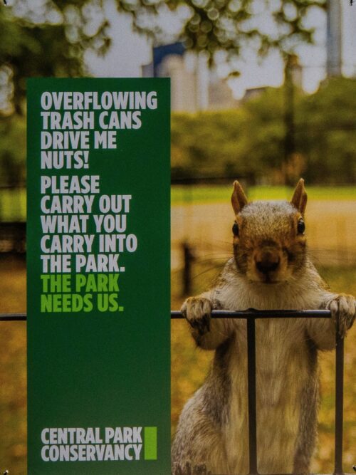 Getting to Know Central Park’s Squirrels | Central Park Conservancy