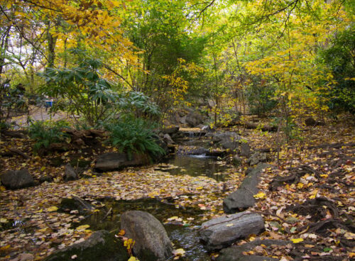 The Ramble: ‘A Sense of Mystery’ Across 36… | Central Park Conservancy