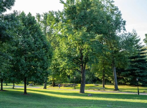 Sculpted Nature: Landscape Architecture in… | Central Park Conservancy