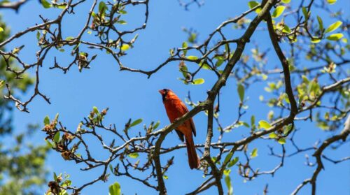 Birding Guide | Central Park Conservancy
