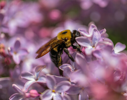 5 Questions with Stefan Al, Architect,… | Central Park Conservancy