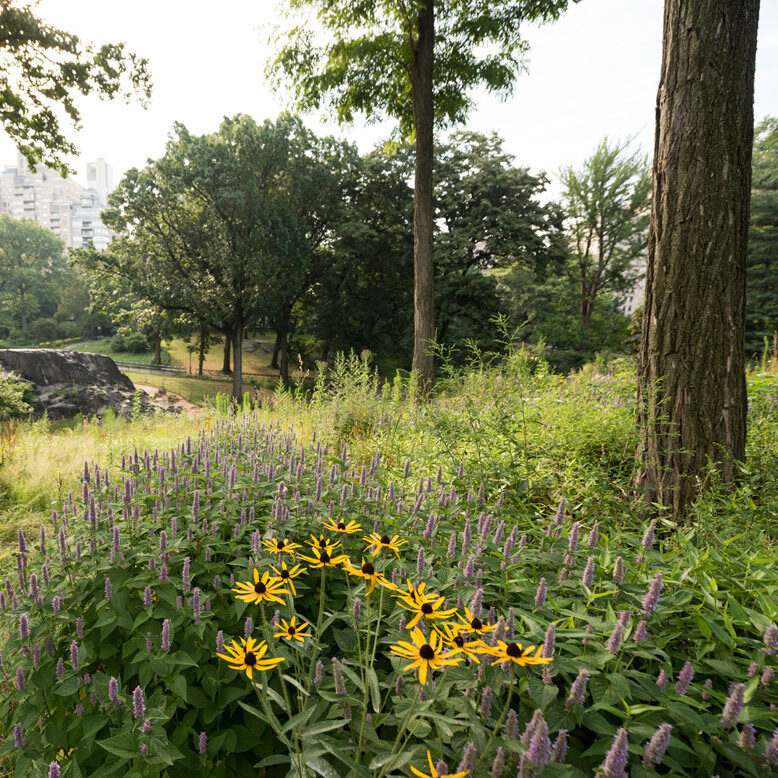 Dene Slope Restoration | Central Park Conservancy