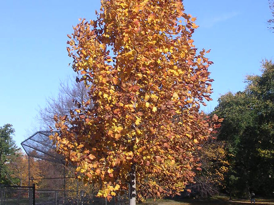 Tulip Tree (Tulip Poplar) | Central Park Conservancy